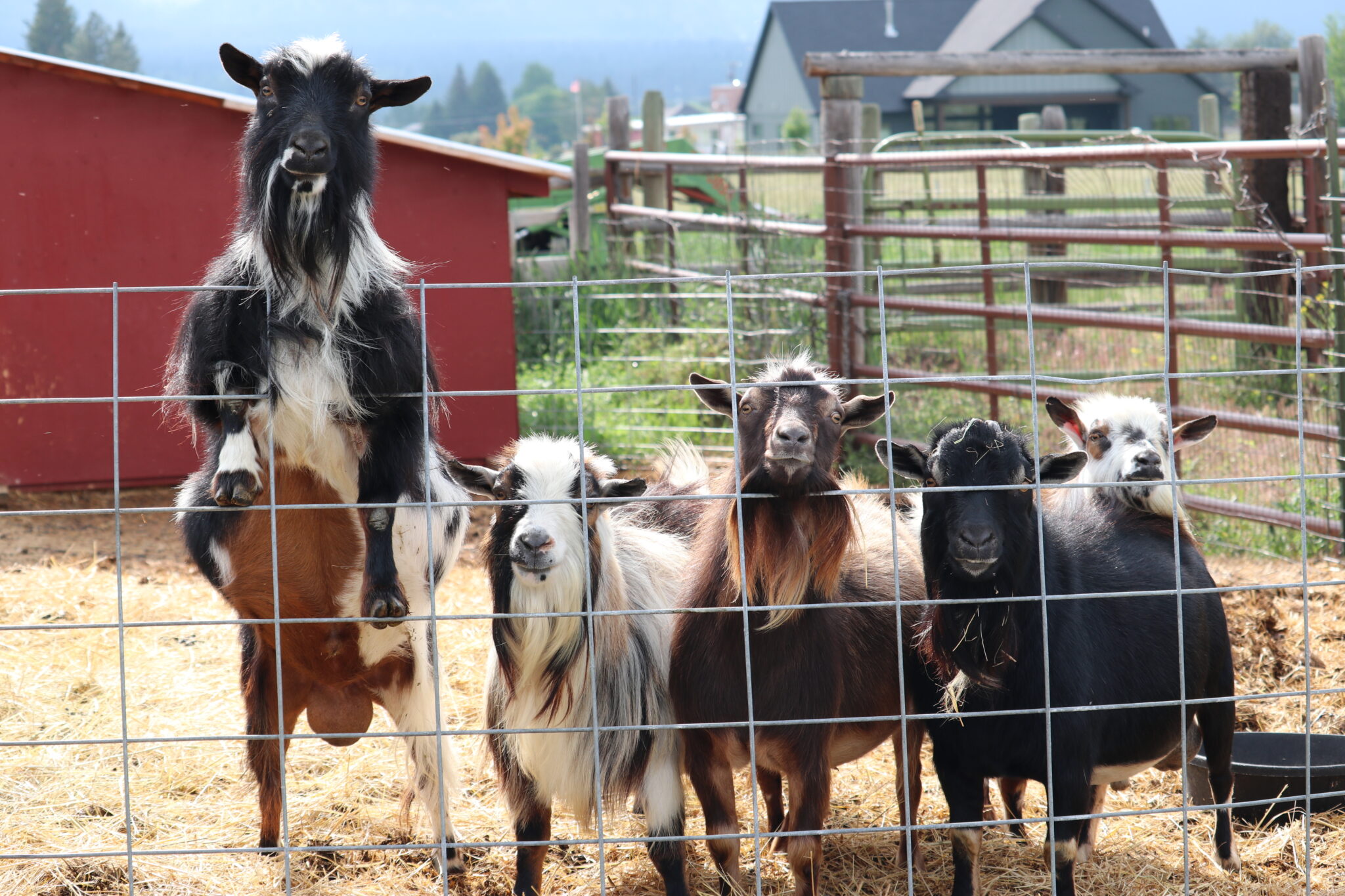 Livestock Record Keeping - Goat Journal